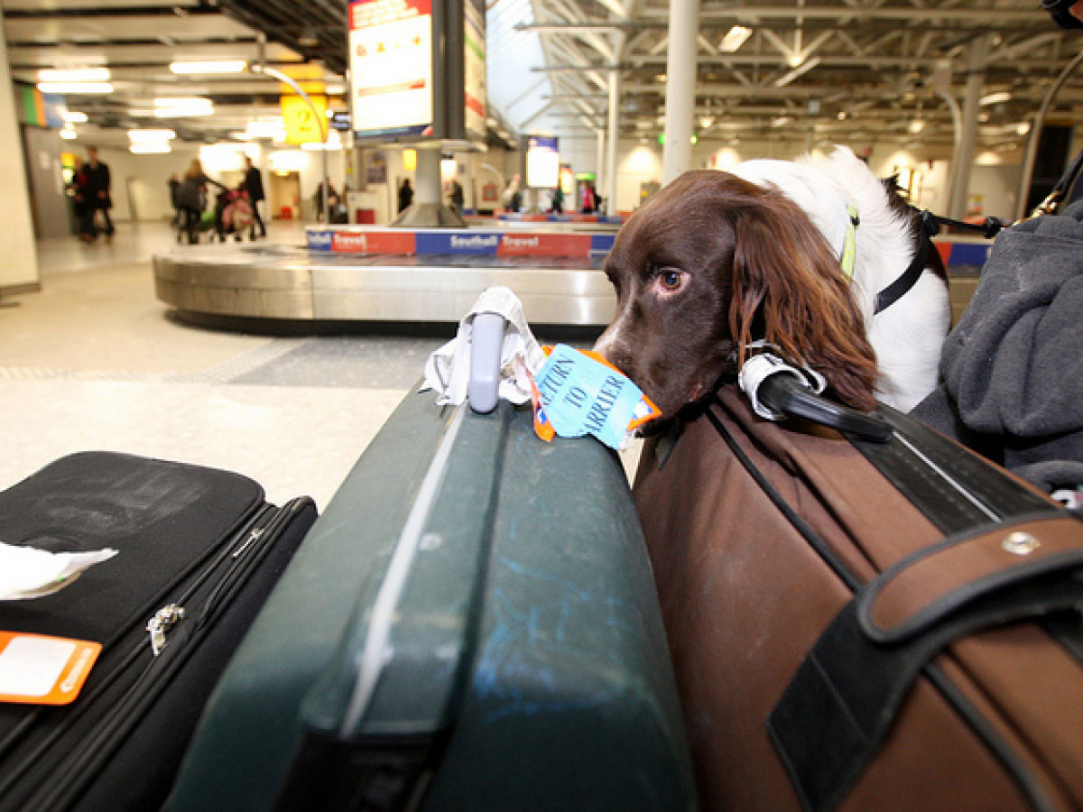 How Good Are Sniffer Dogs Interviews how-good-are-sniffer-dogs-interviews